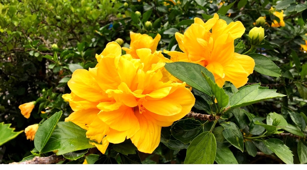 HIbiscus Sizes: How Big Do Hibiscus Shrubs Get?