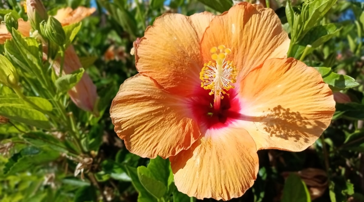 11 Orange Hibiscus Varieties to Brighten Your Garden