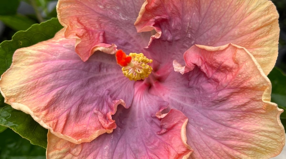 What Colors Are Hibiscus Flowers When They Bloom?