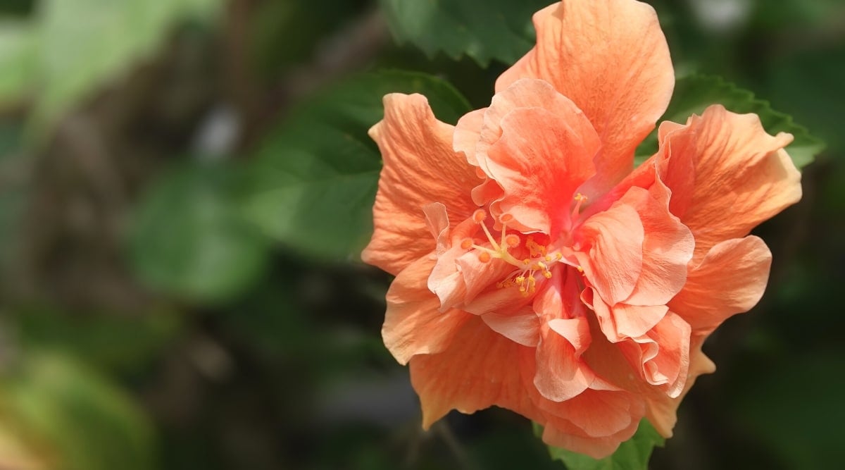 11 Orange Hibiscus Varieties to Brighten Your Garden