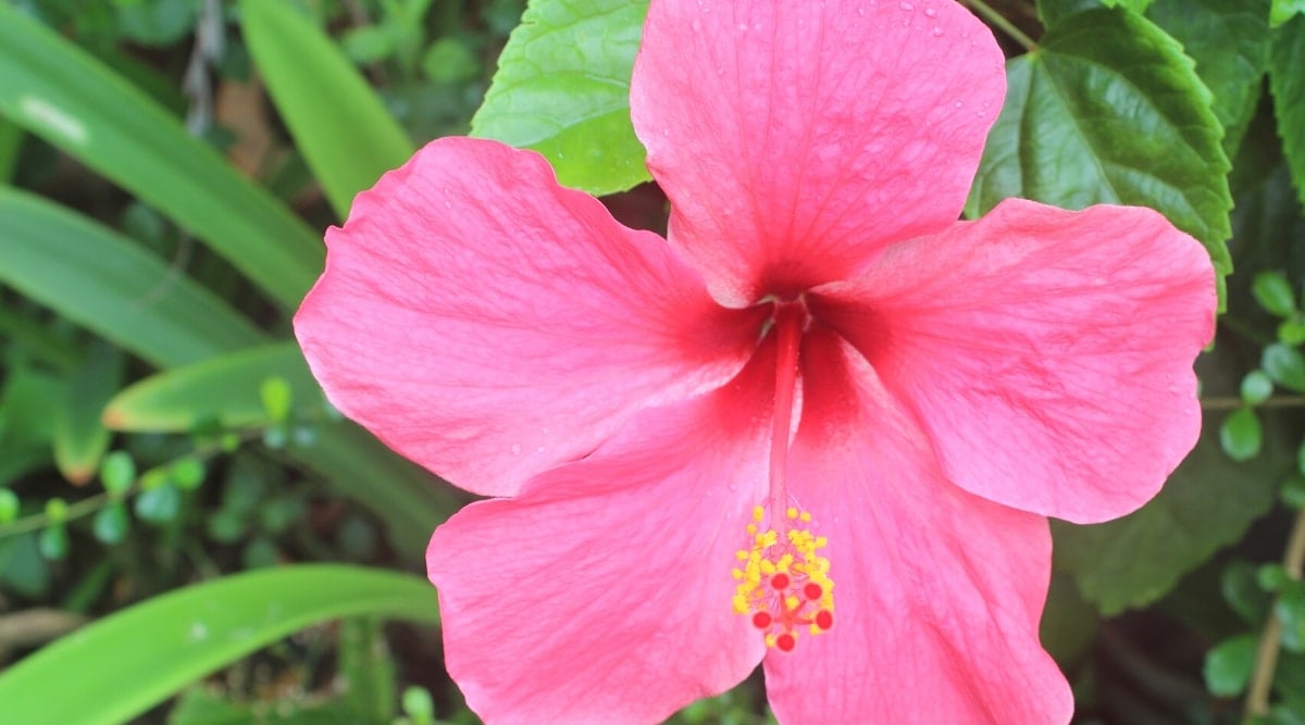What Colors Are Hibiscus Flowers When They Bloom?