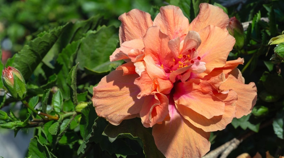 11 Orange Hibiscus Varieties to Brighten Your Garden