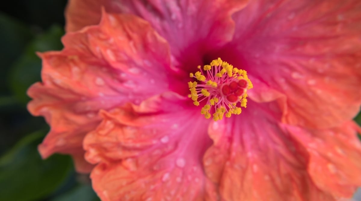 11 Orange Hibiscus Varieties to Brighten Your Garden