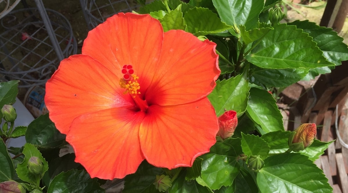 11 Orange Hibiscus Varieties to Brighten Your Garden