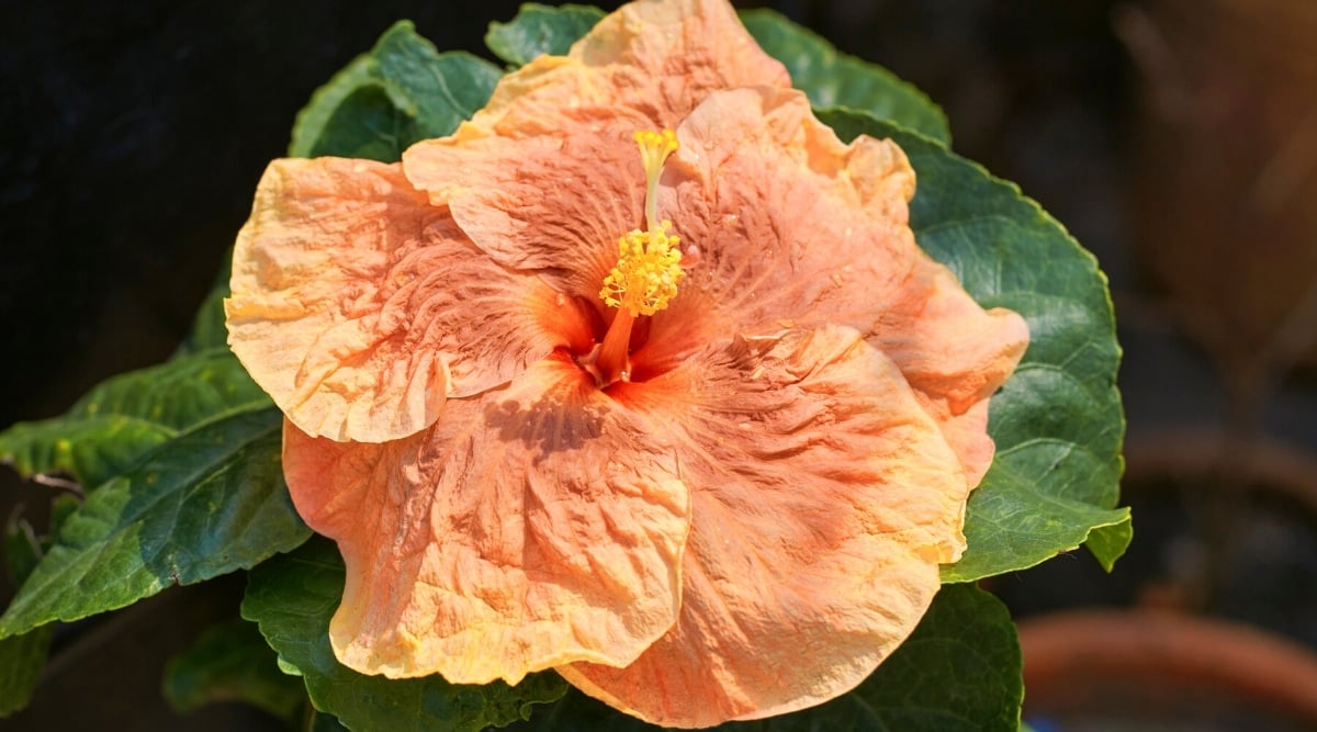 11 Orange Hibiscus Varieties to Brighten Your Garden