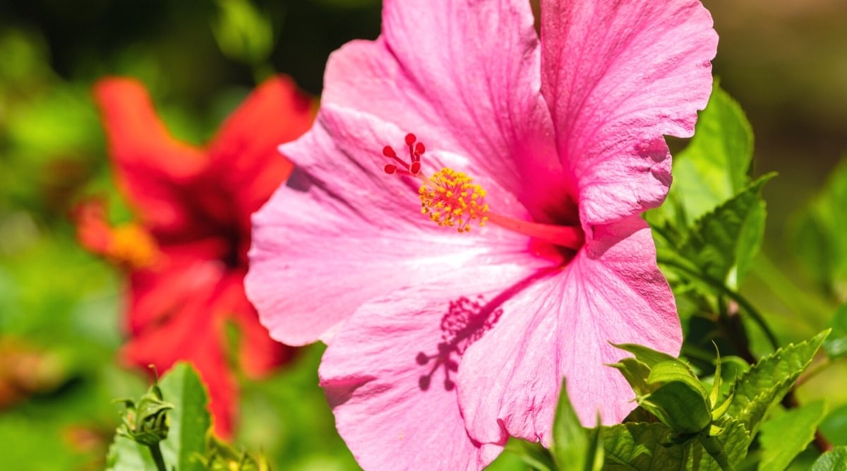 13 Different Pink Hibiscus Varieties For Bright Garden Color