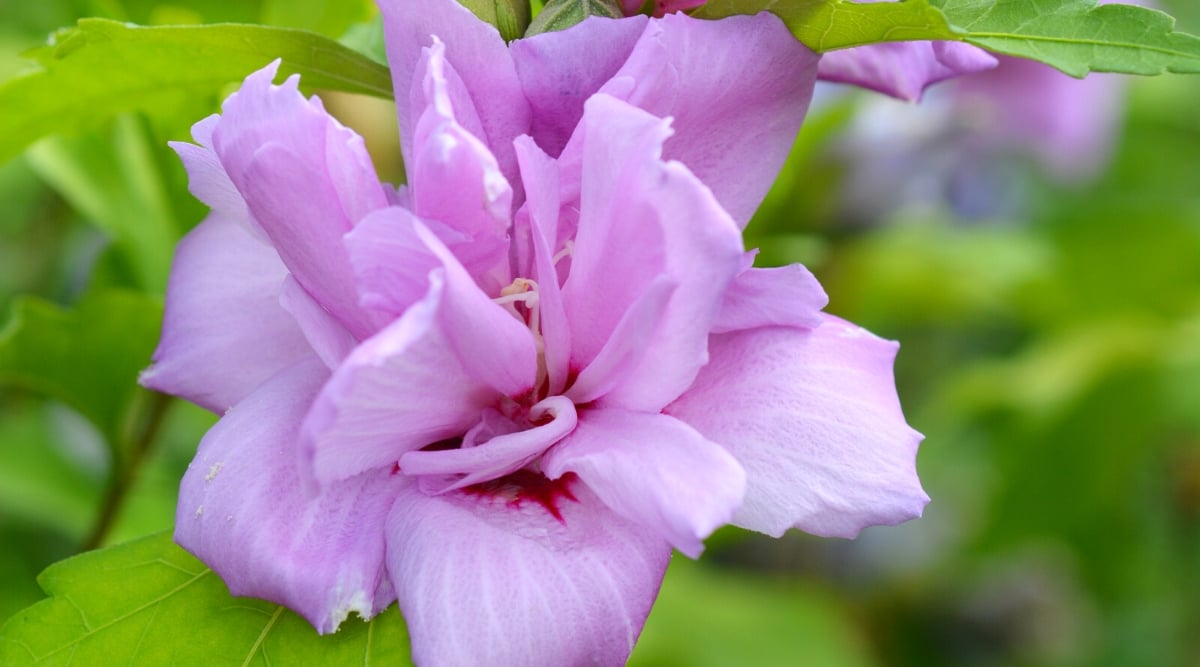 13 Beautiful Types of Purple Hibiscus to Grow This Season