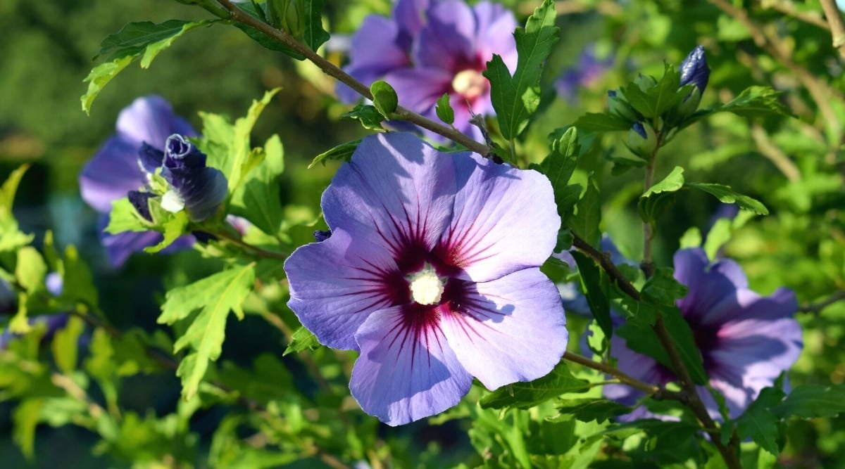 Dark Purple Hibiscus