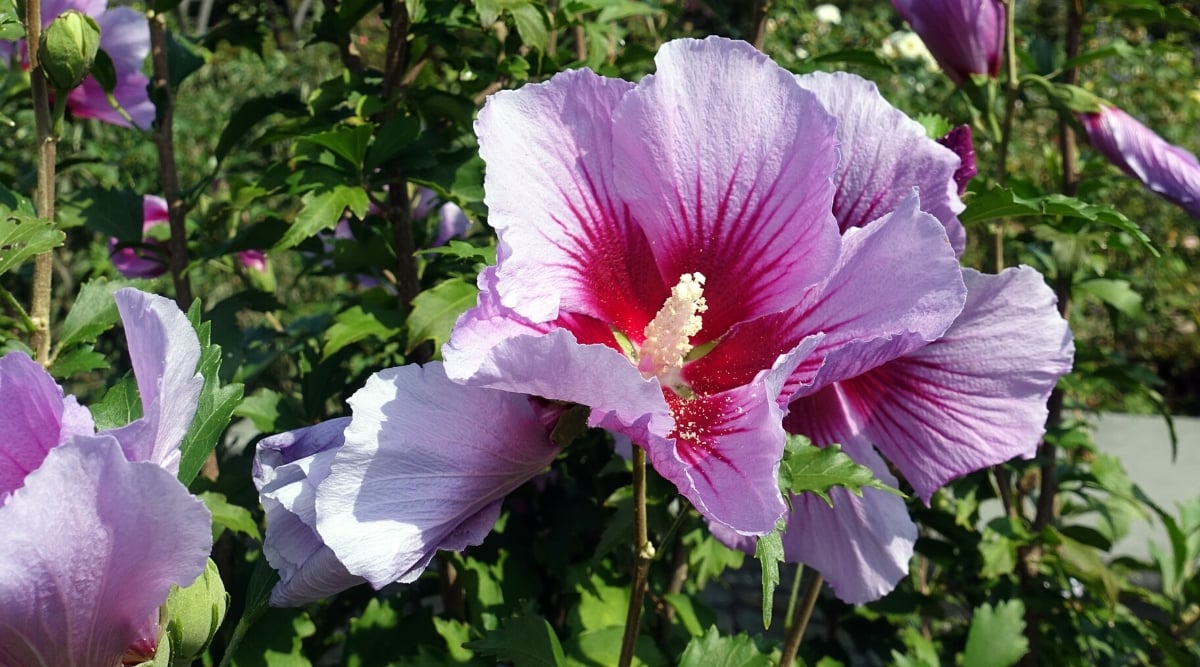 13 Beautiful Types of Purple Hibiscus to Grow This Season