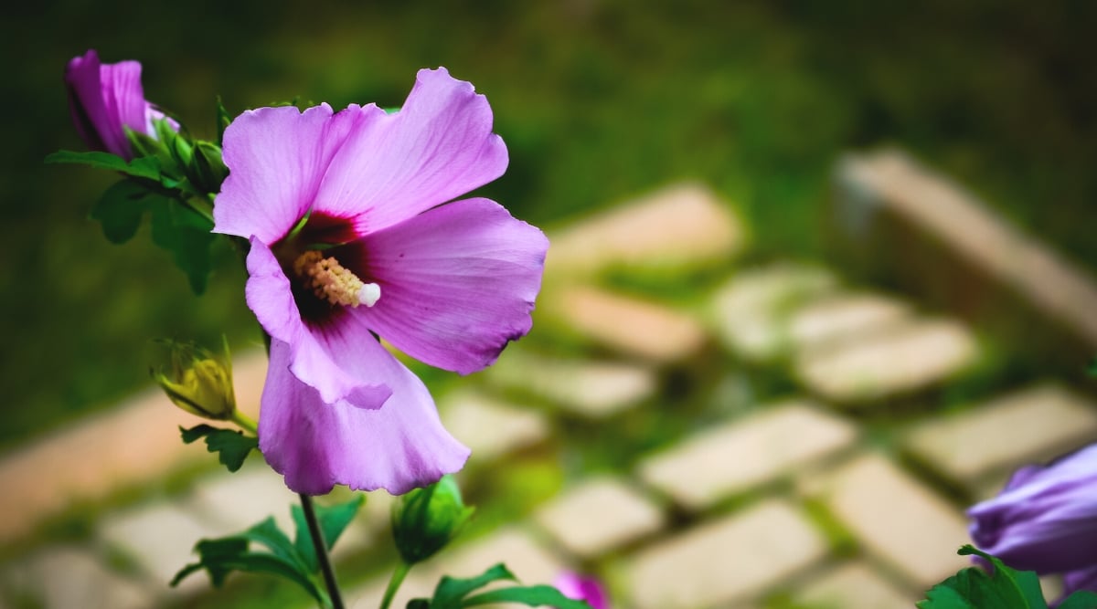 13 Beautiful Types of Purple Hibiscus to Grow This Season