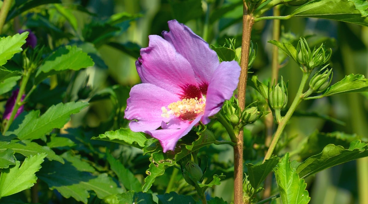 13 Beautiful Types of Purple Hibiscus to Grow This Season