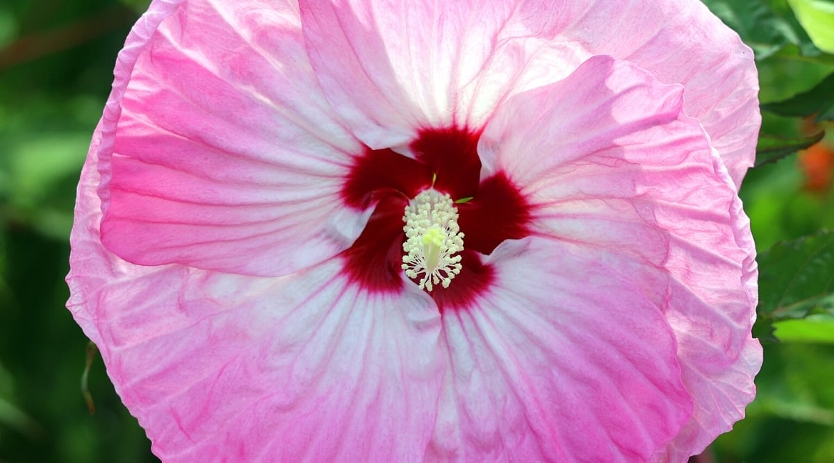 13 Different Pink Hibiscus Varieties For Bright Garden Color