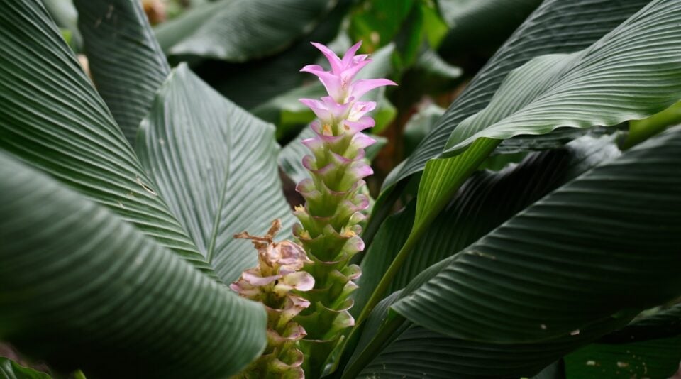 13 Varieties of Flowering Ginger for Your Garden
