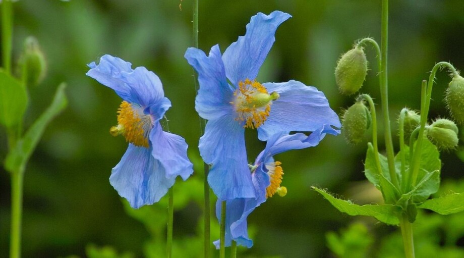 21 Blue Perennial Flowers with Names and Pictures