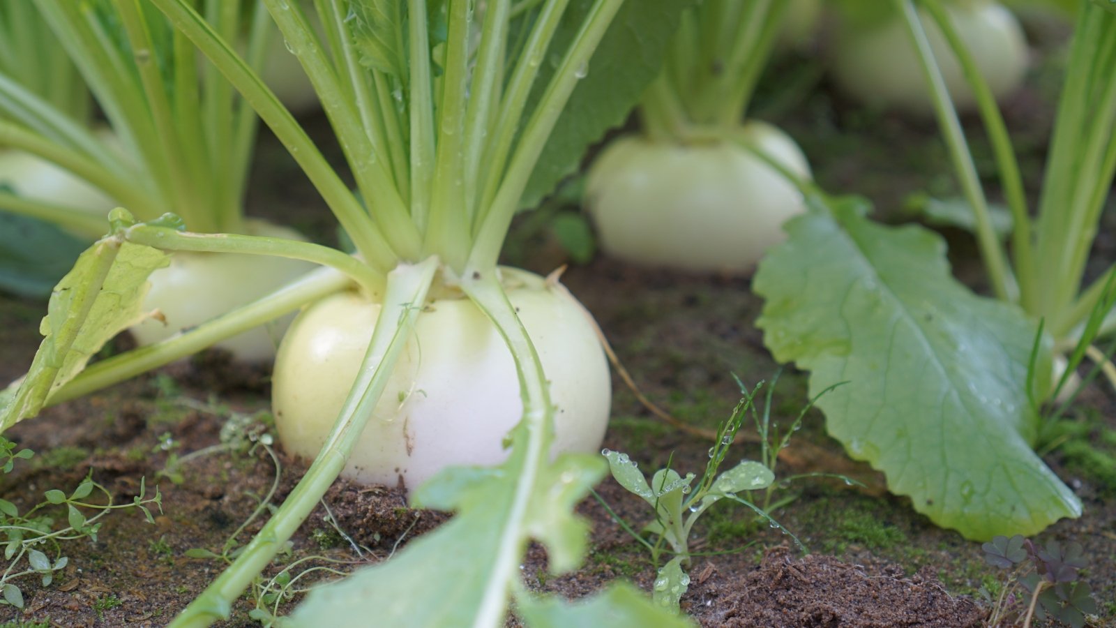 How to Plant, Grow, and Care for Hakurei Turnips