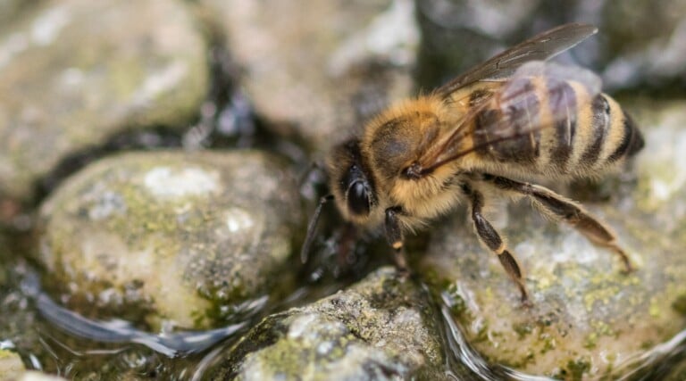How to Create a Bee-Watering Station