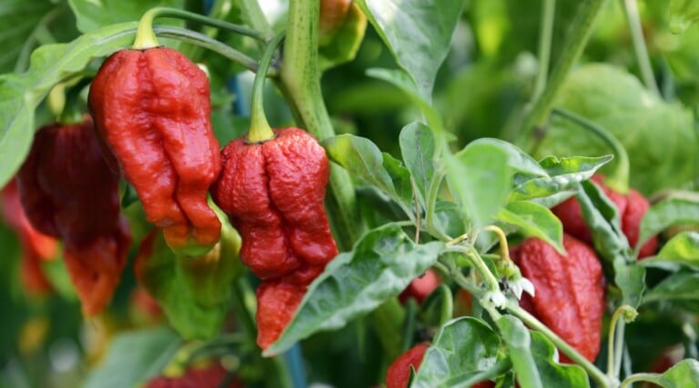 7 Pepper-Growing Secrets For a Huge Harvest