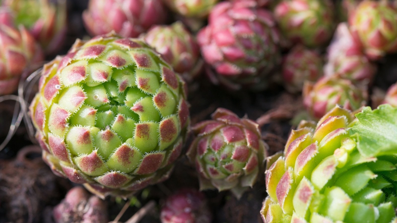 10 Common Problems With Hens and Chicks Plants