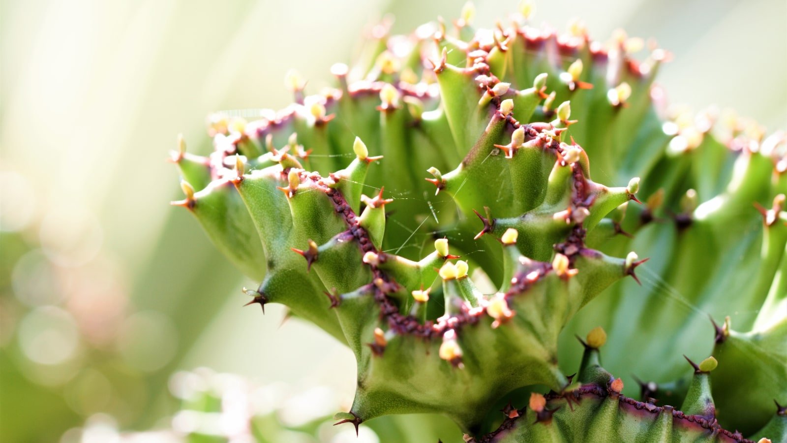 26 Houseplants That Thrive in Direct Sun