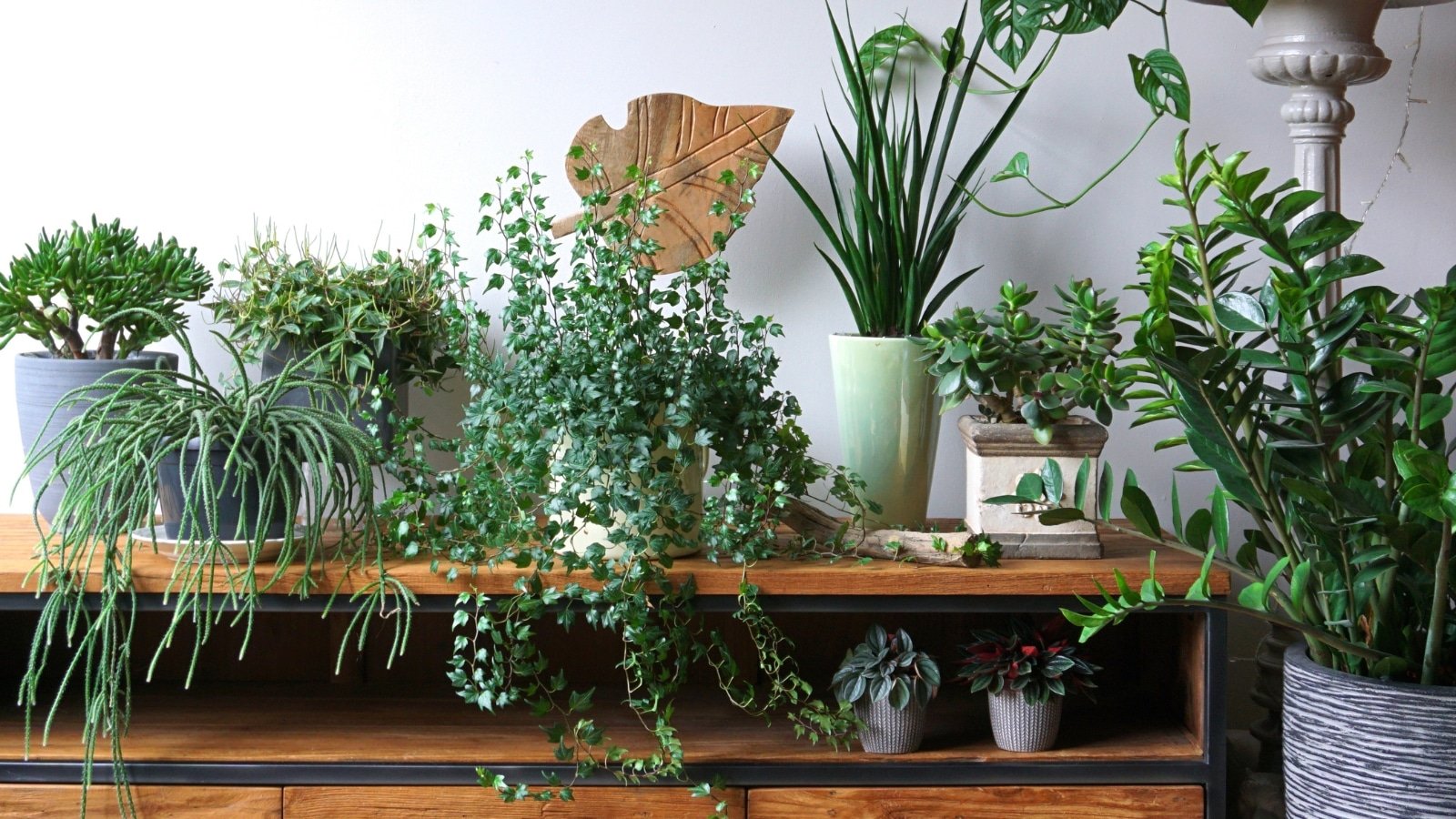 11 Houseplant Care Tips for Beginners