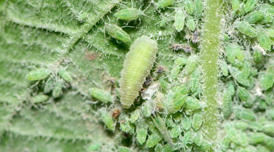 Hoverflies: Beneficial Insect for Aphid Control