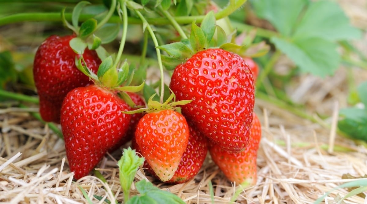 How Long Will it Take For Strawberries to Grow in My Garden?