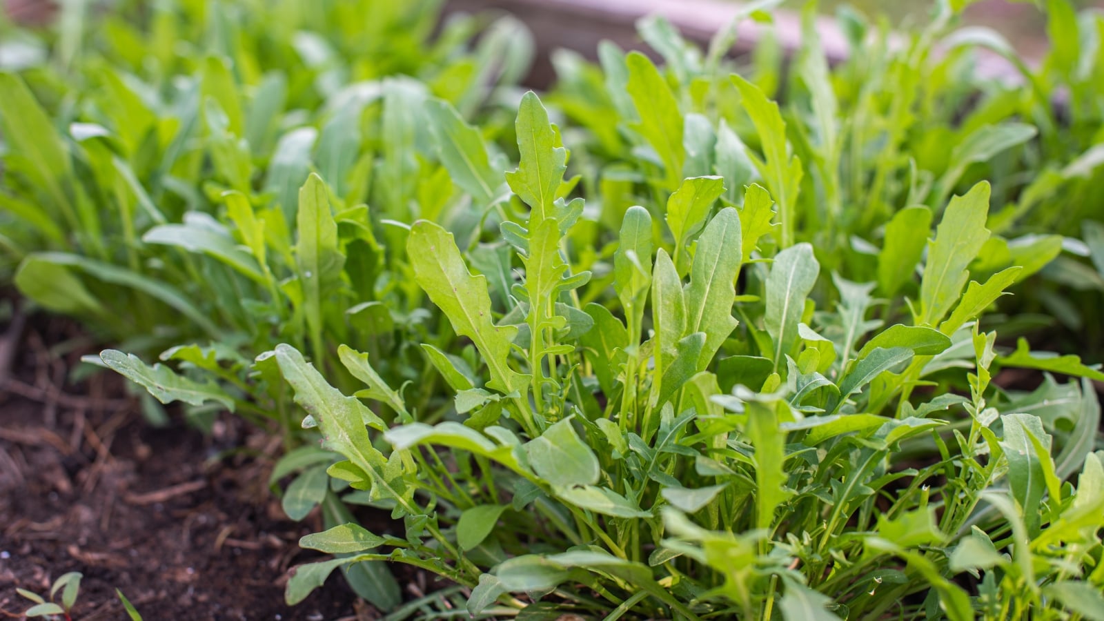 How and When to Harvest Arugula