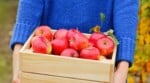 How to Plant, Grow, and Care For Apple Trees