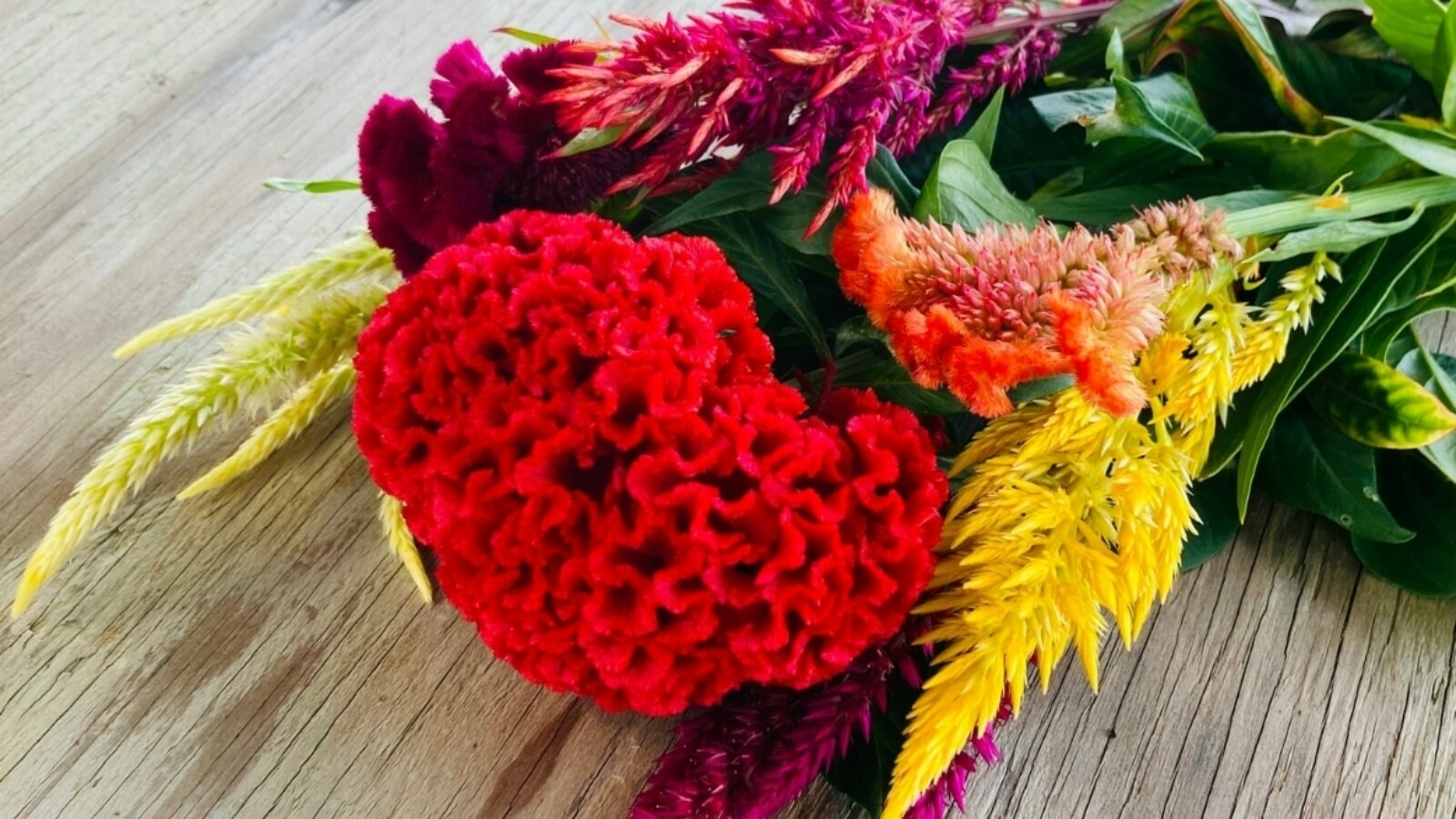 How to Plant, Grow, and Care for Cockscomb Flowers (Celosica)