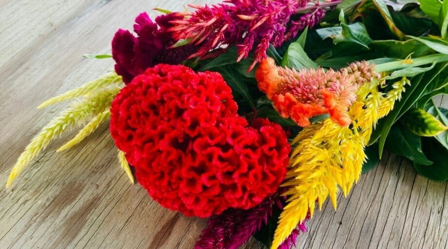 How to Plant, Grow, and Care for Cockscomb Flowers (Celosica)