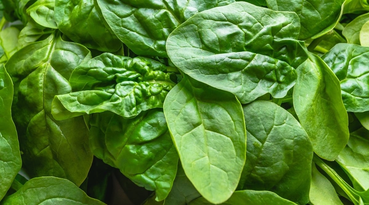 Spinach Leaf