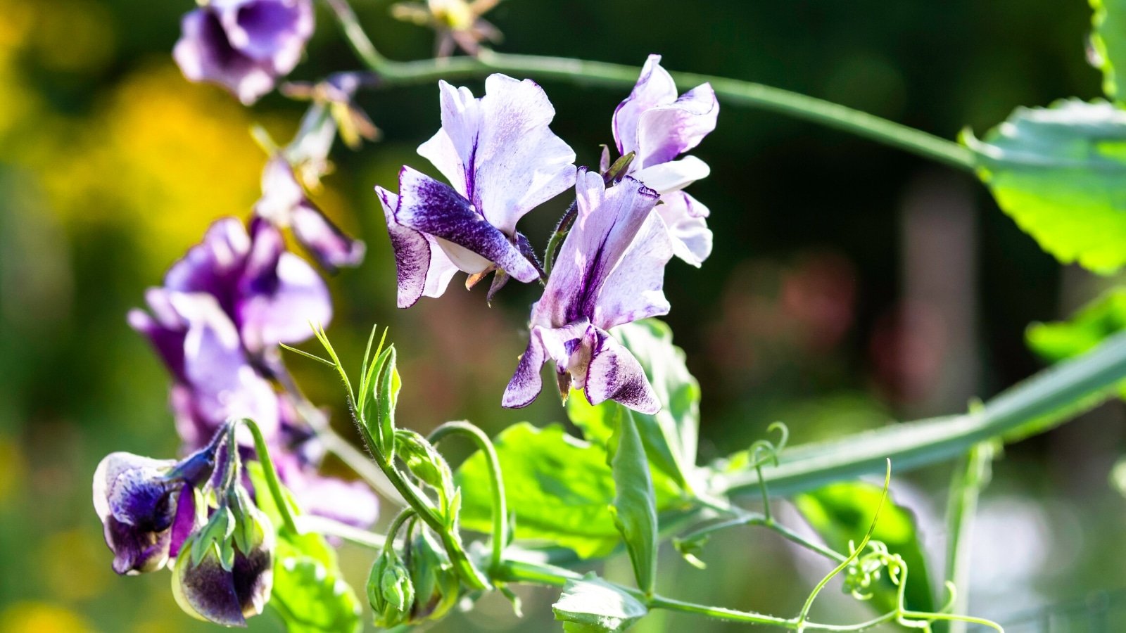 How to Plant, Grow and Care For Sweet Peas