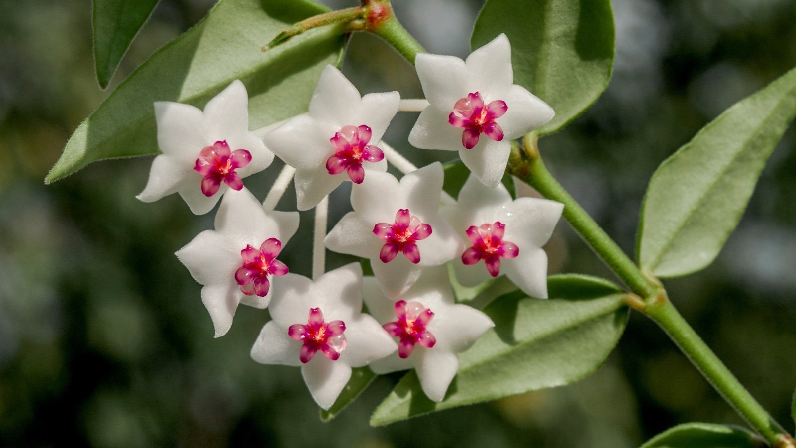 How to Plant, Grow and Care For Hoya Bella