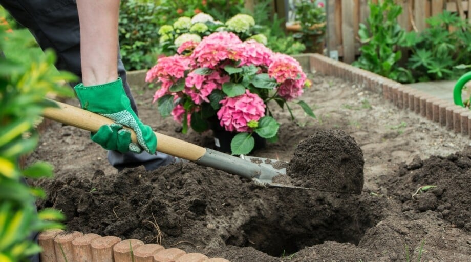 Hydrangea Spacing: How Far Apart Should You Plant Hydrangeas?