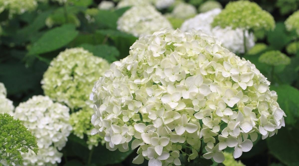 Hydrangea Spacing: How Far Apart Should You Plant Hydrangeas?