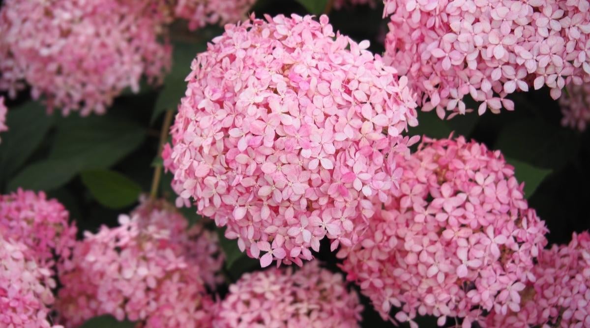 How to Plant, Grow, and Care For Smooth Hydrangeas