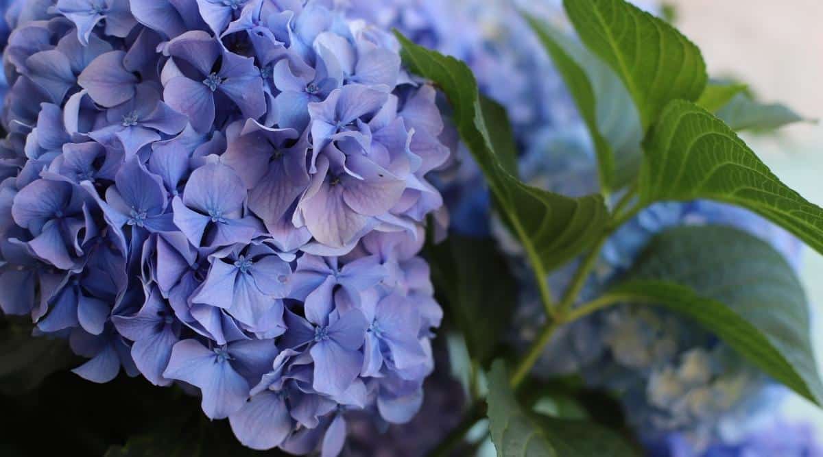 Hydrangea Spacing: How Far Apart Should You Plant Hydrangeas?