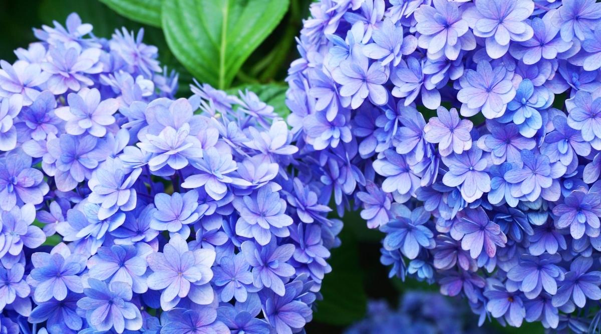 17 Dwarf Hydrangea Varieties You Can Plant This Season