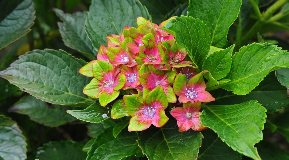 17 Dwarf Hydrangea Varieties You Can Plant This Season