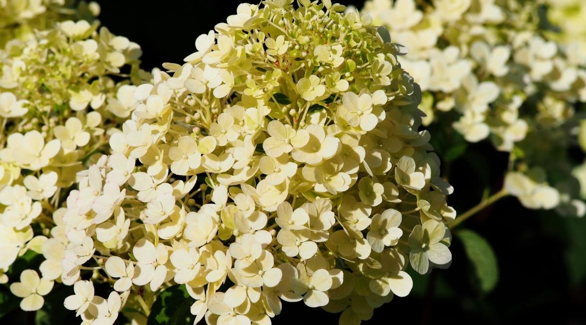 17 Dwarf Hydrangea Varieties You Can Plant This Season