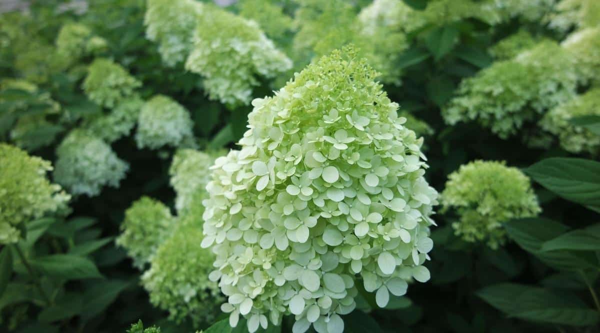 Hydrangea Spacing: How Far Apart Should You Plant Hydrangeas?