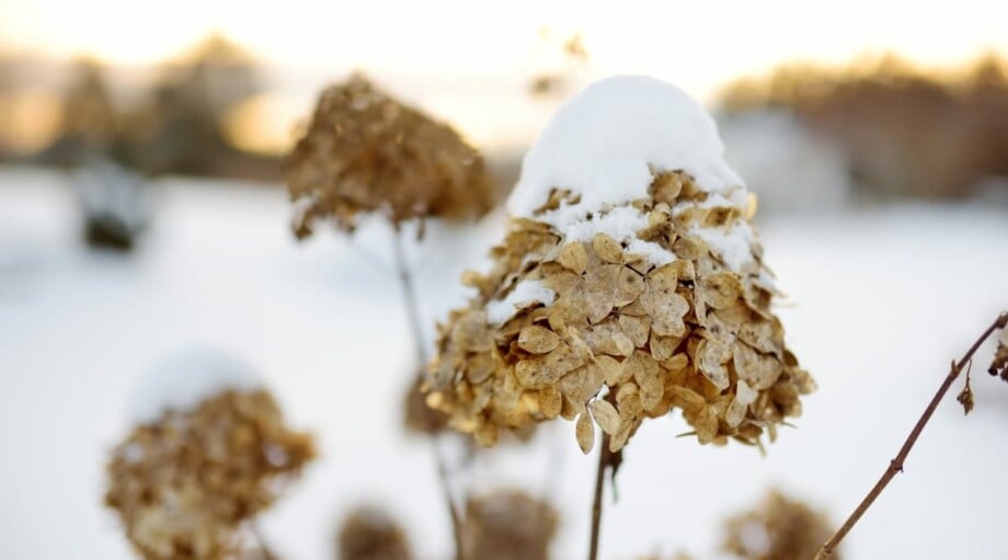 Can Hydrangeas Survive a Cold Winter Freeze?