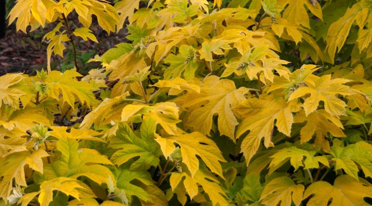 17 Dwarf Hydrangea Varieties You Can Plant This Season