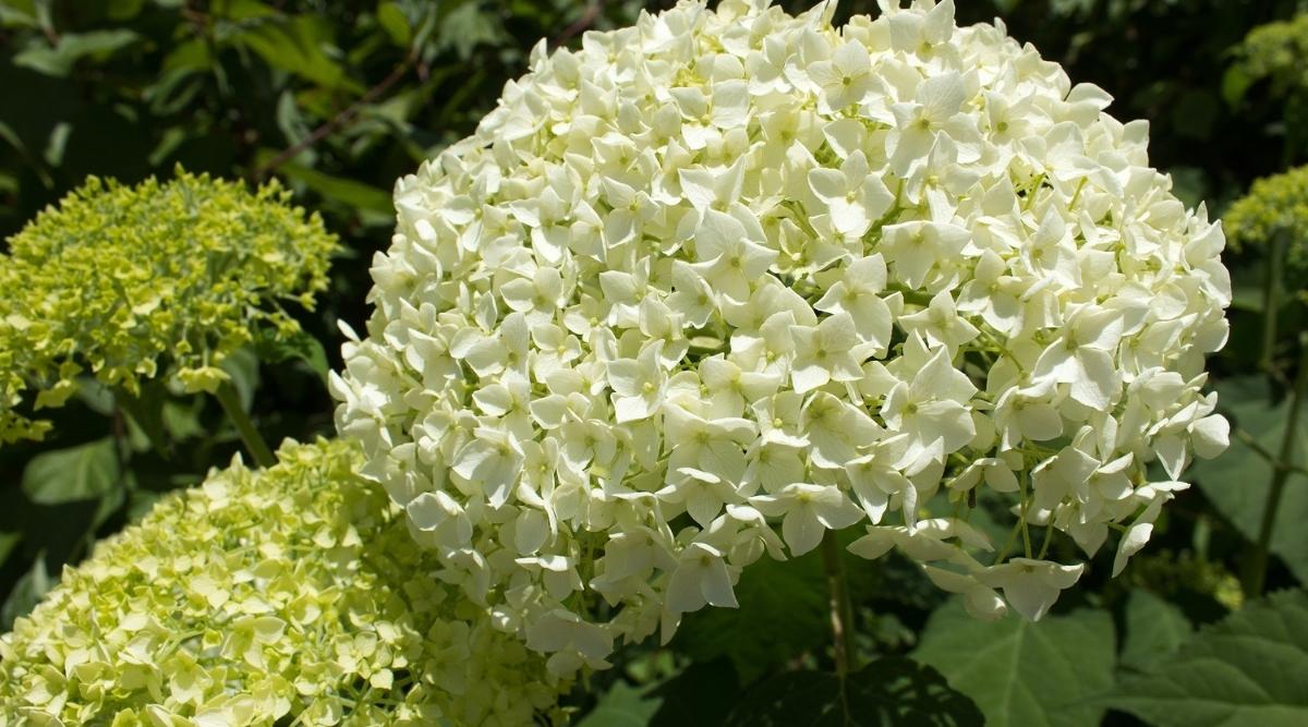 How to Plant, Grow, and Care For Smooth Hydrangeas