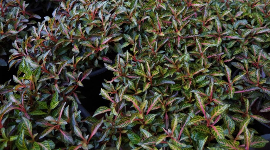 37 Different Impatiens Varieties to Plant This Season