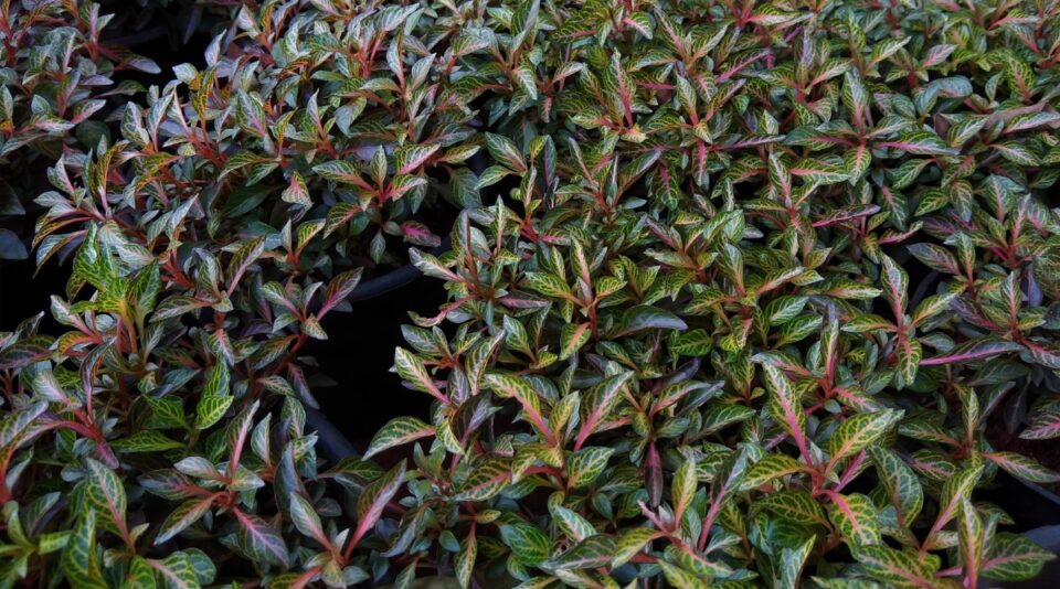 37 Different Impatiens Varieties to Plant This Season