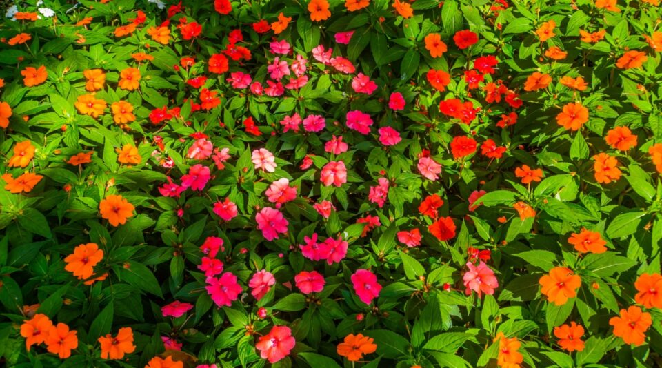 37 Different Impatiens Varieties to Plant This Season