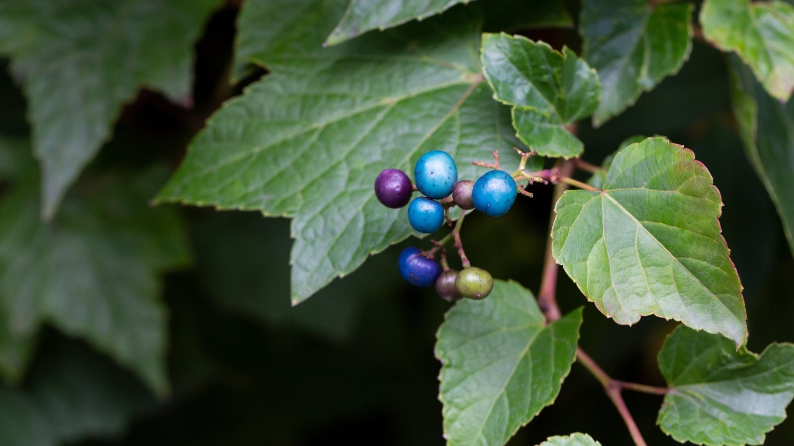 28 Invasive Plants to Avoid in the Northeast