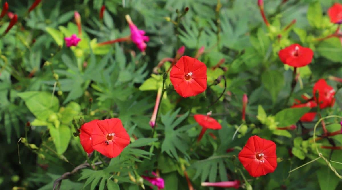 17 Vines and Climbing Plants With Red Flowers