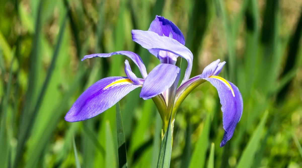35 Different Types of Iris Cultivars For Your Flowerbeds